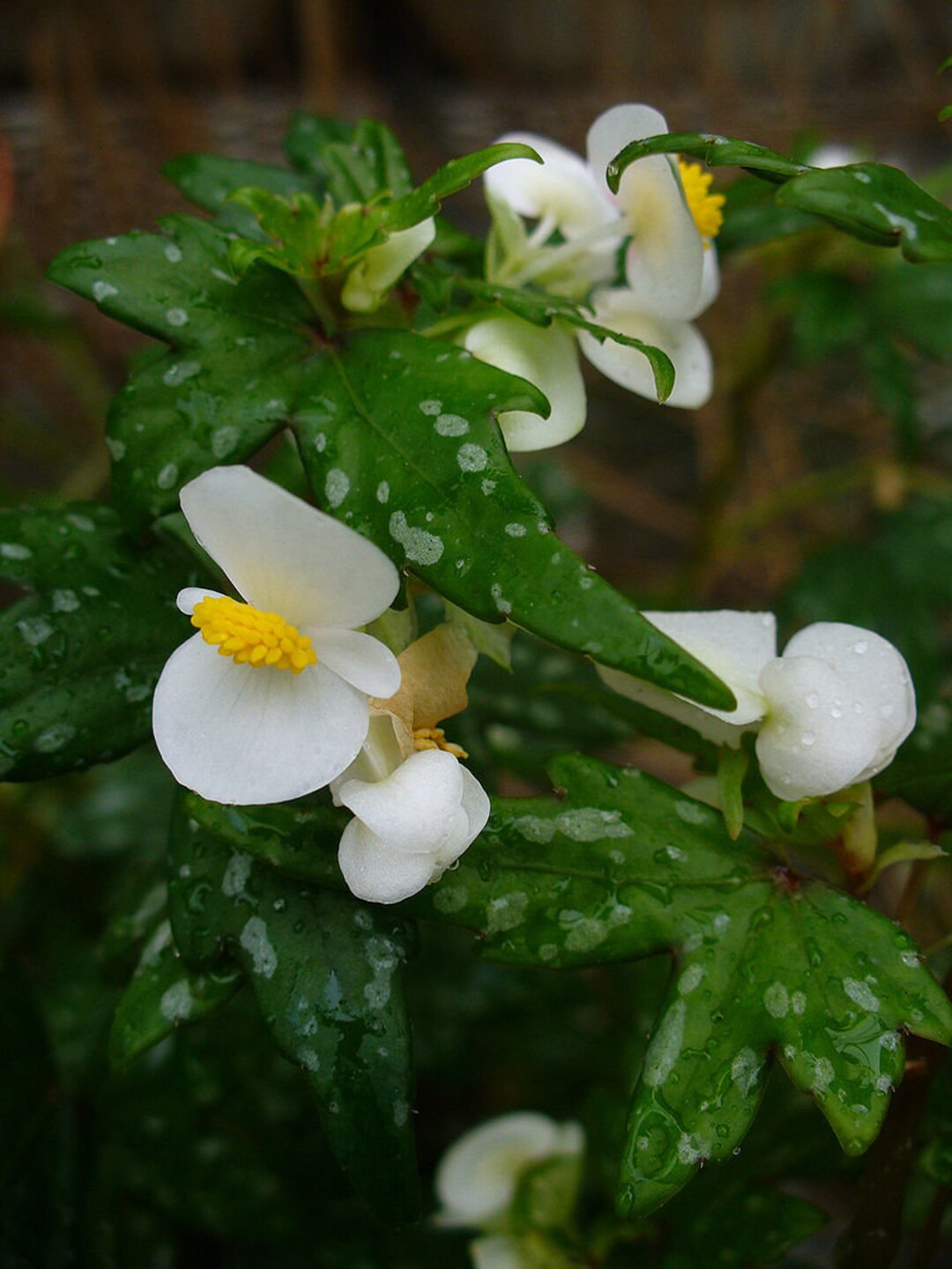 Begonia Dregei Fresh Seed Maple Leaf Begonia Succulent Caudex Unusual ...