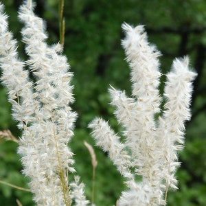 Melica Ciliata & Transsilvanica Red Spire Fresh Seed Rare Ornamental ...
