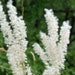 Melica Ciliata & Transsilvanica Red Spire Fresh Seed Rare Ornamental ...