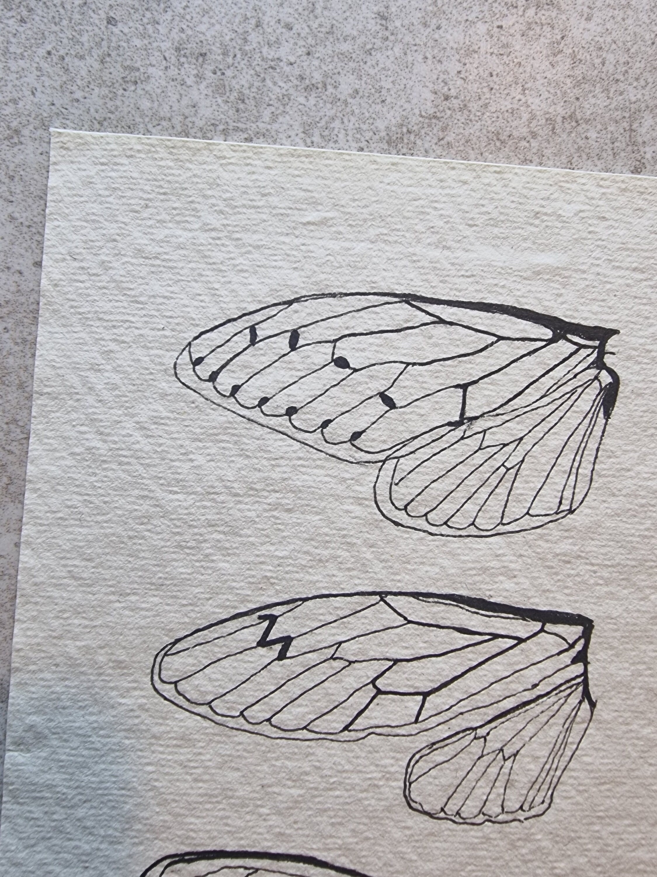 Insect Wings Cicada Beetle Anatomy Illustration Recycled Paper ...