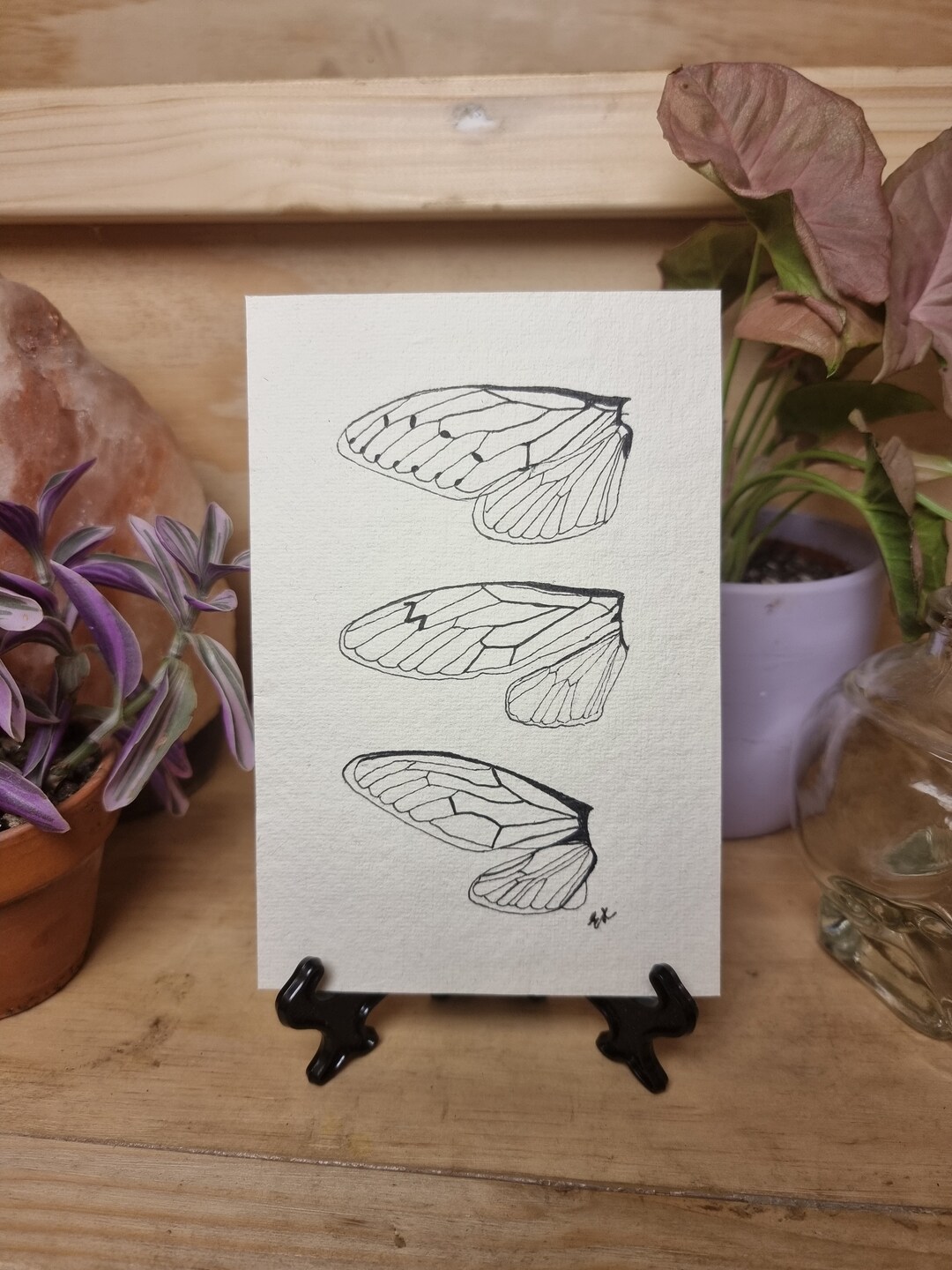 Insect Wings Cicada Beetle Anatomy Illustration Recycled Paper ...