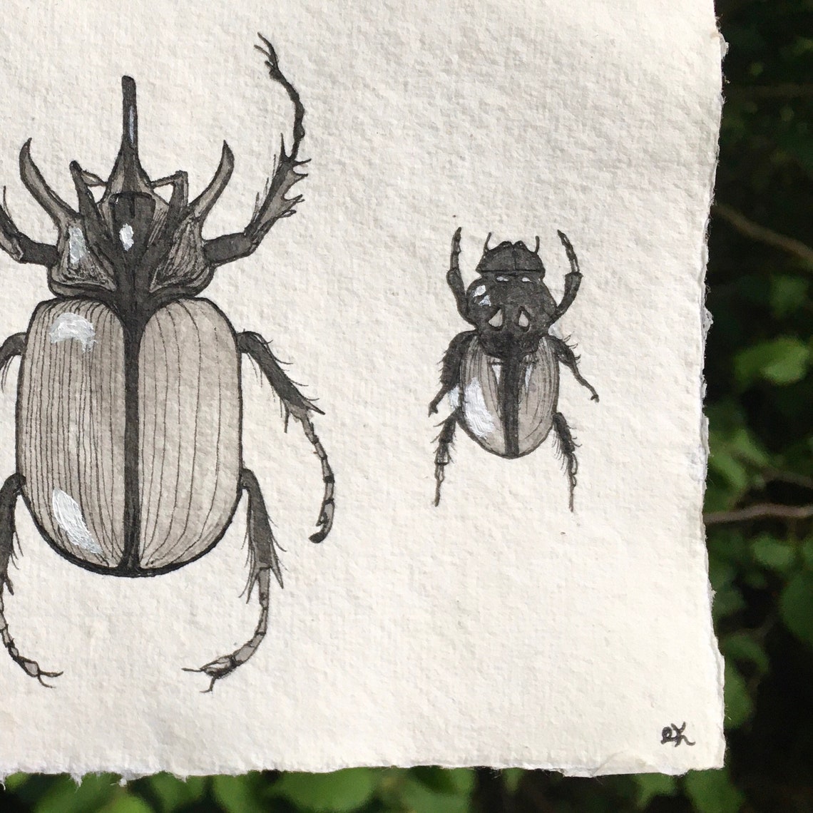 Stag Beetle | Bug and Insect | Nature Scientific Illustration | Gothic ...