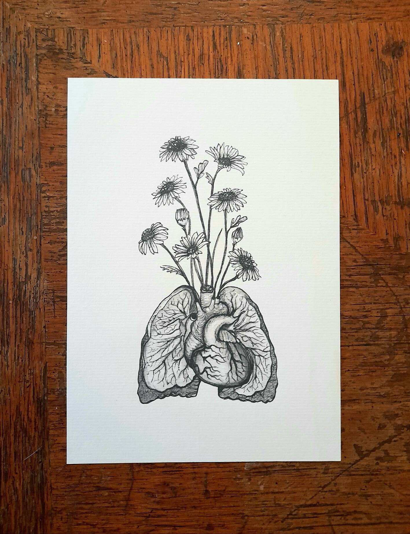 Wild Daisy | Floral Anatomy Lungs | Scientific Botanical Illustration ...