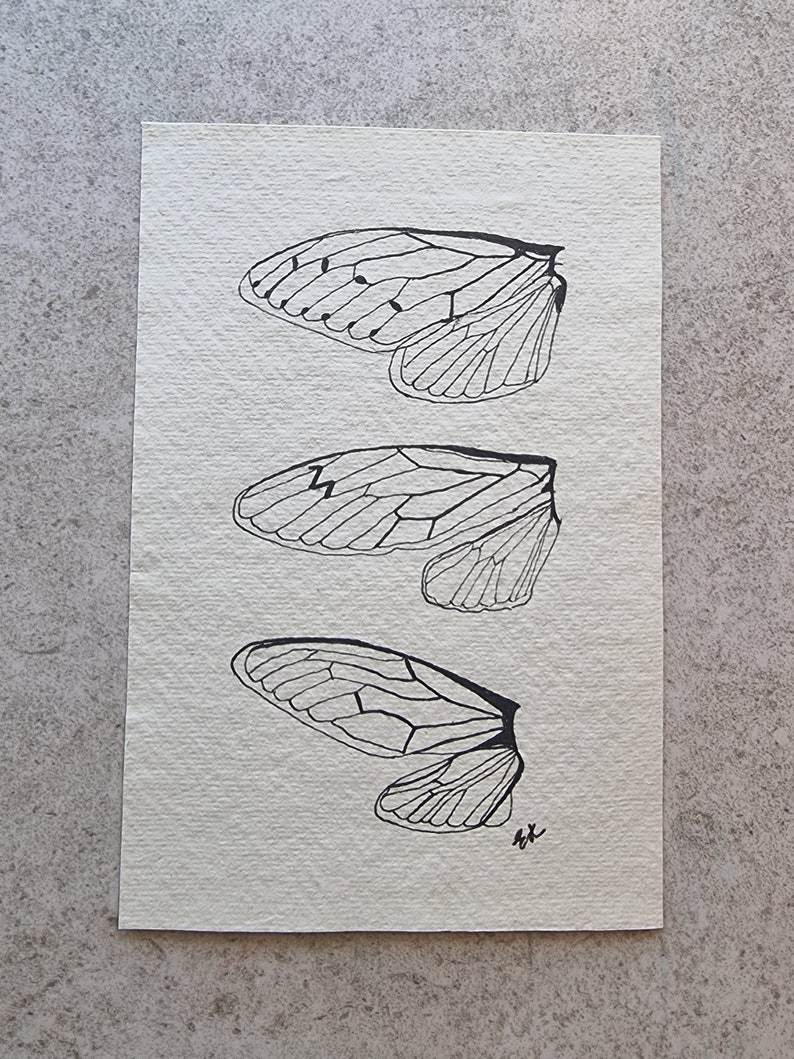 Insect Wings Cicada Beetle Anatomy Illustration Recycled Paper ...