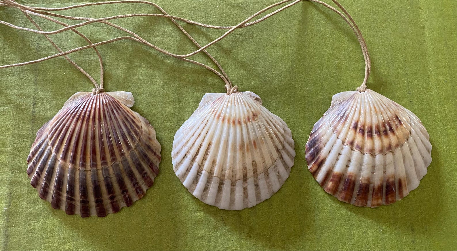 Colorful Scallop Shell Pendant on Cord Necklace (extra Small, Small ...