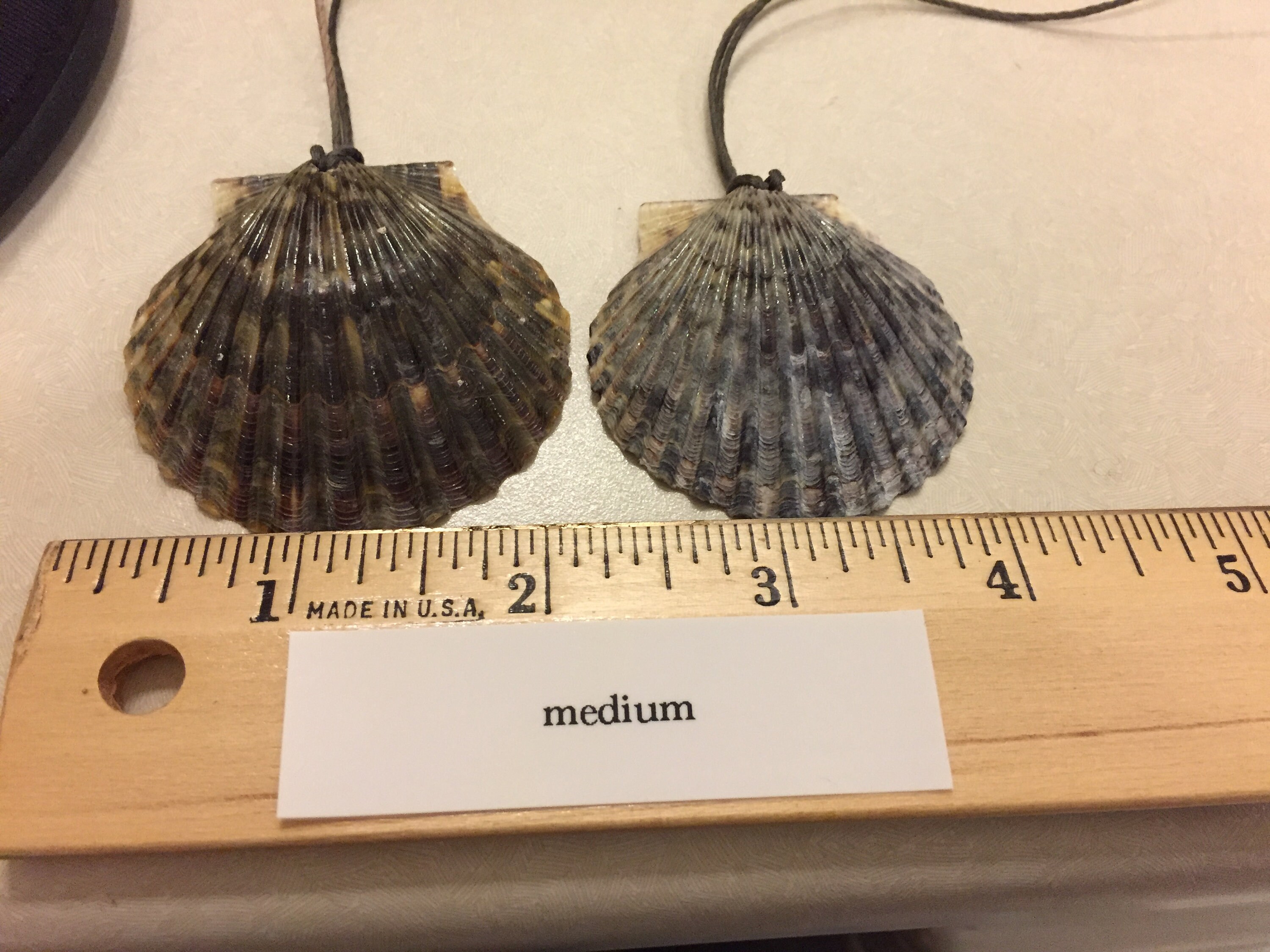 Colorful Scallop Shell Pendant on Cord Necklace (extra Small, Small ...