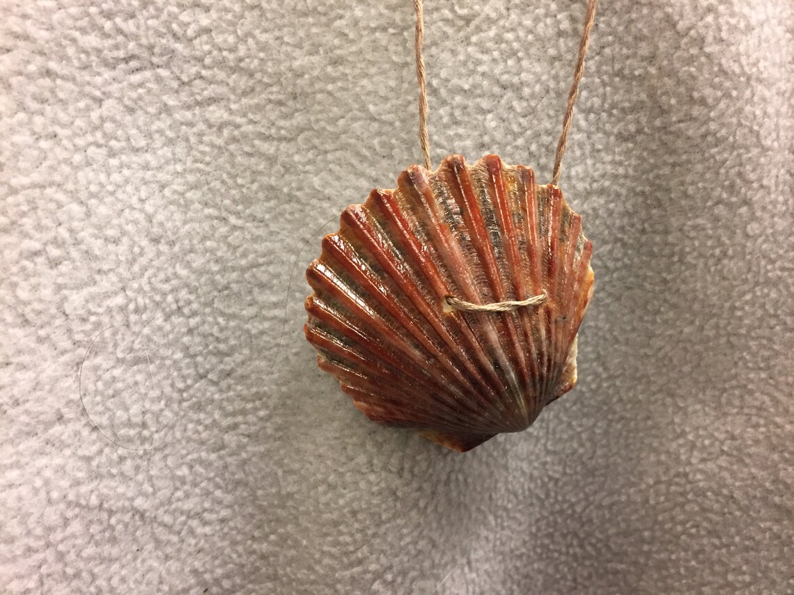 Colorful Scallop Shell Pendant on Cord Necklace extra Small | Etsy