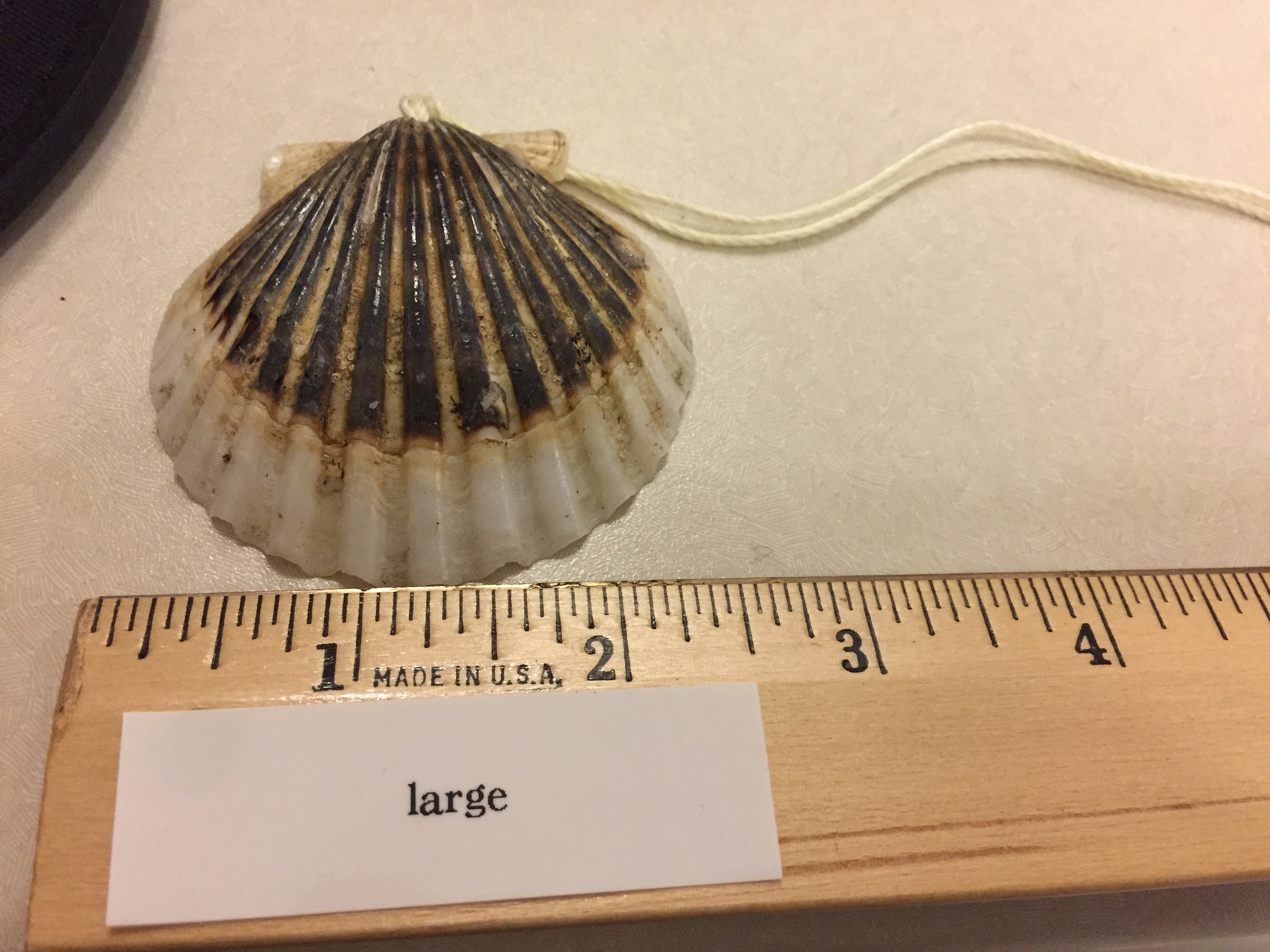 Colorful Scallop Shell Pendant on Cord Necklace (extra Small, Small ...