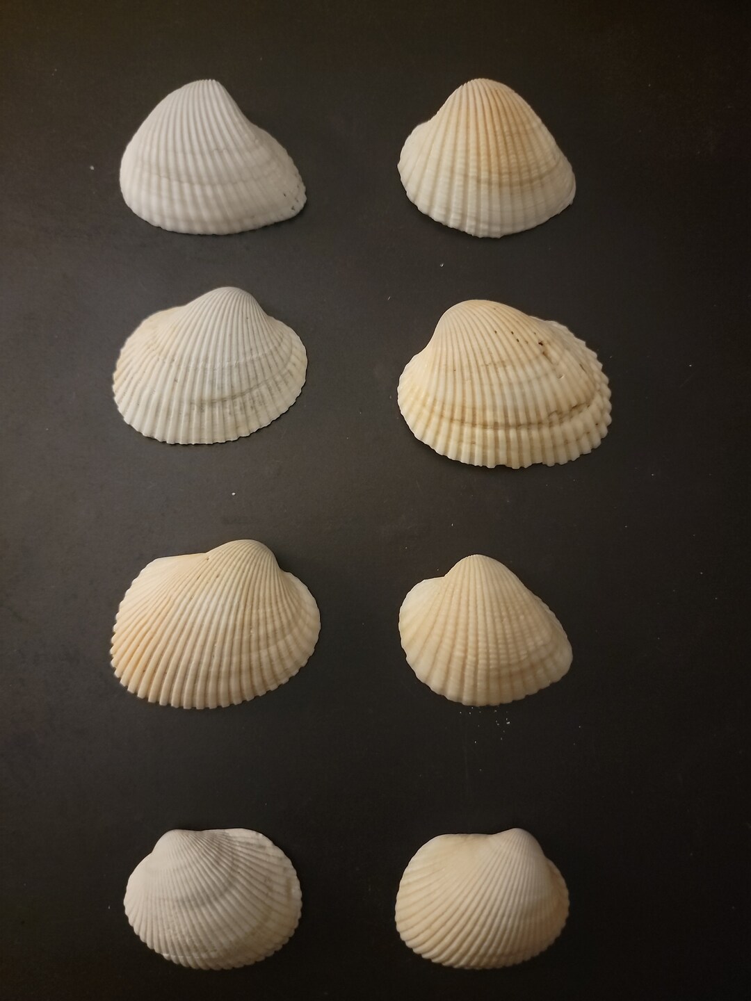 8 Beautiful White Cockle Shells - Etsy