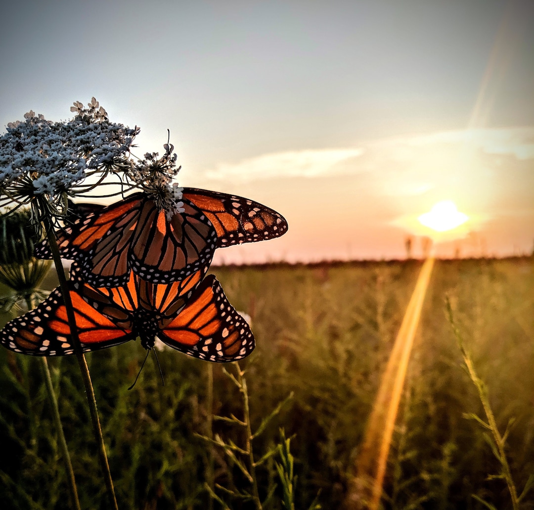 Butterfly Fields - Etsy