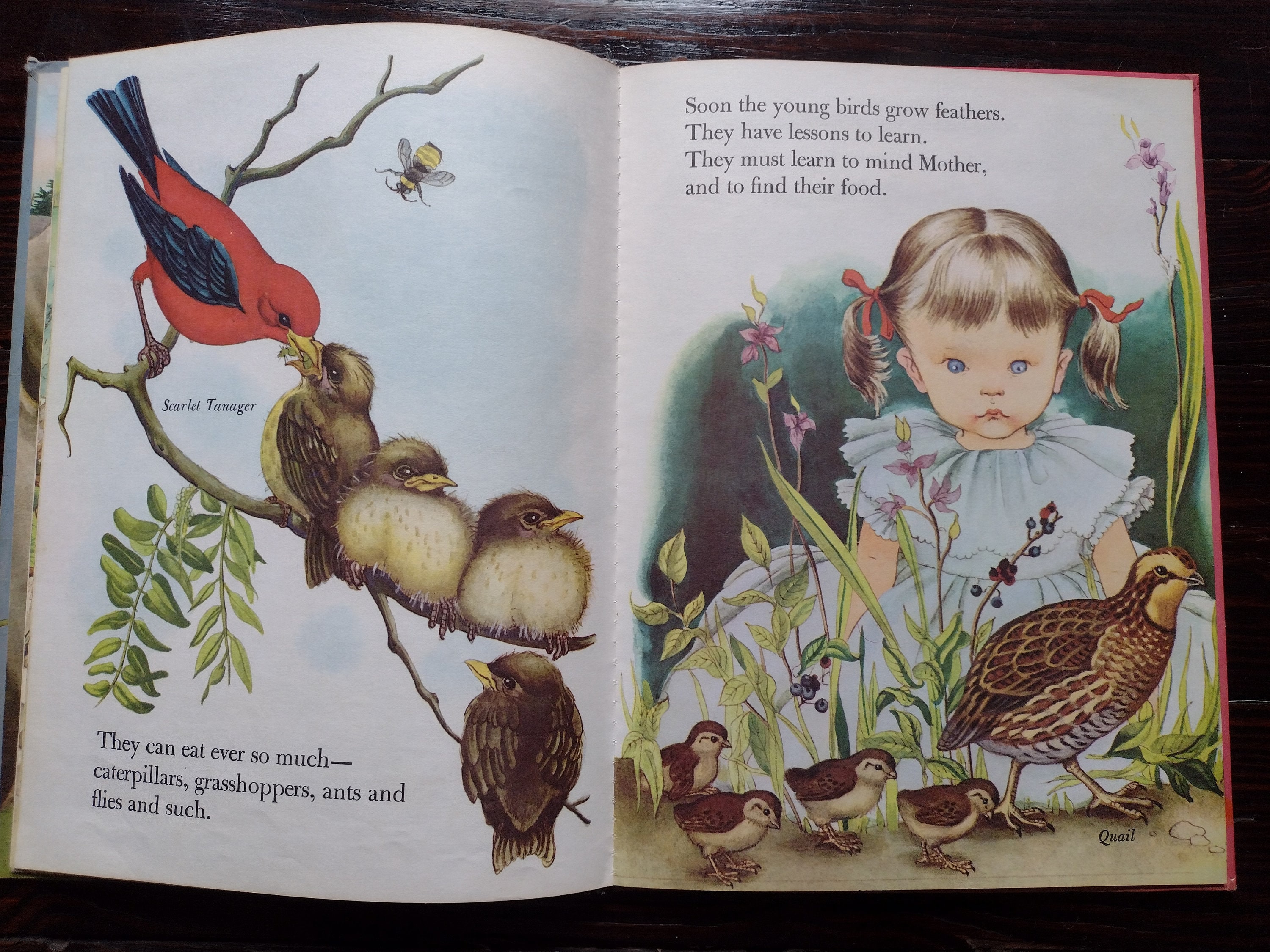 Birds: A Child's First Book About Our Most Familiar Birds, Big Golden ...