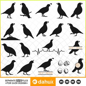 Quail SVG 22 Design, Bird Svg, Quail Bird Svg, Wildlife Svg, Partridge ...