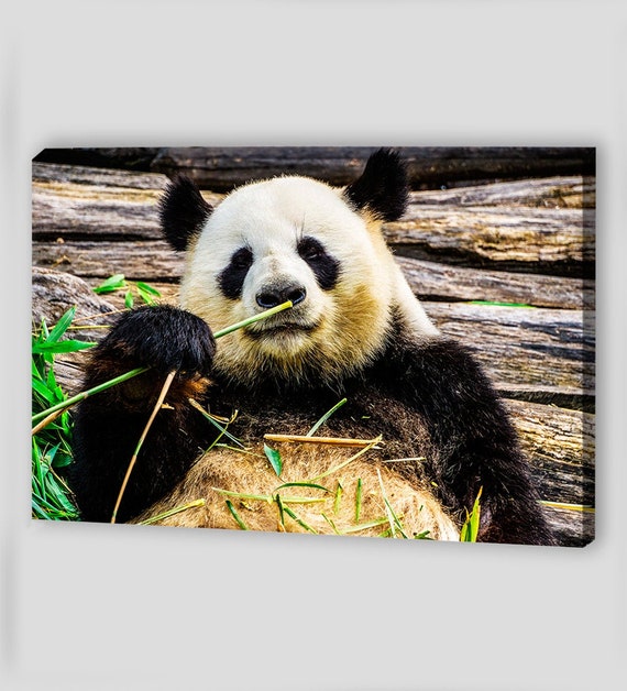Panda Canvas Art Canvas Wall Art Panda Prints Panda Wall Art - Etsy