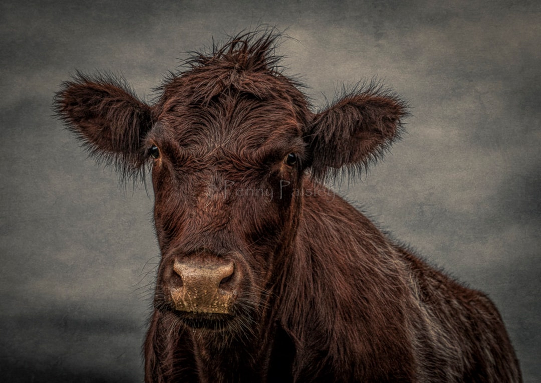 Cow Print - Shorthorn Print - Cow Picture - Contemporary Cow Print ...