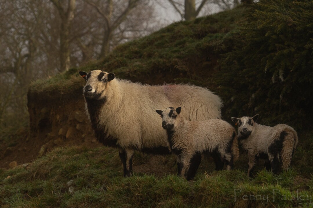 Sheep Blank Greetings Card Ewe and Lambs Birthday Card Sheep Birthday ...