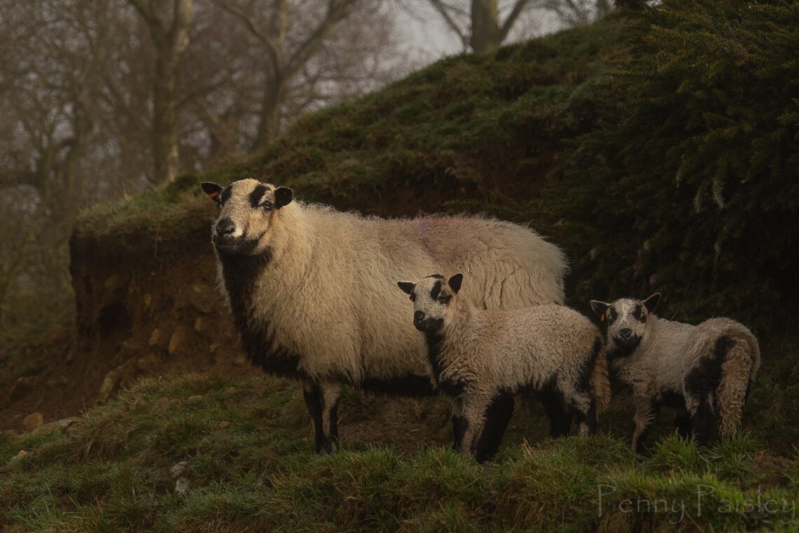 Sheep Blank Greetings Card Ewe and Lambs Birthday Card Sheep Birthday ...