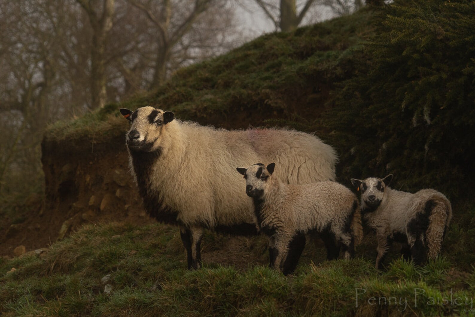 Sheep Blank Greetings Card Ewe and Lambs Birthday Card Sheep Birthday ...