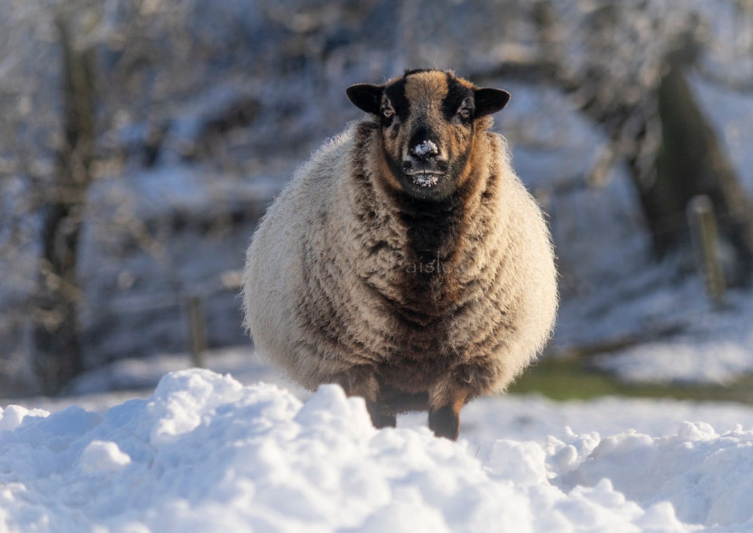Badgerface Sheep Cards Welsh Sheep Notelets Sheep Notelet - Etsy