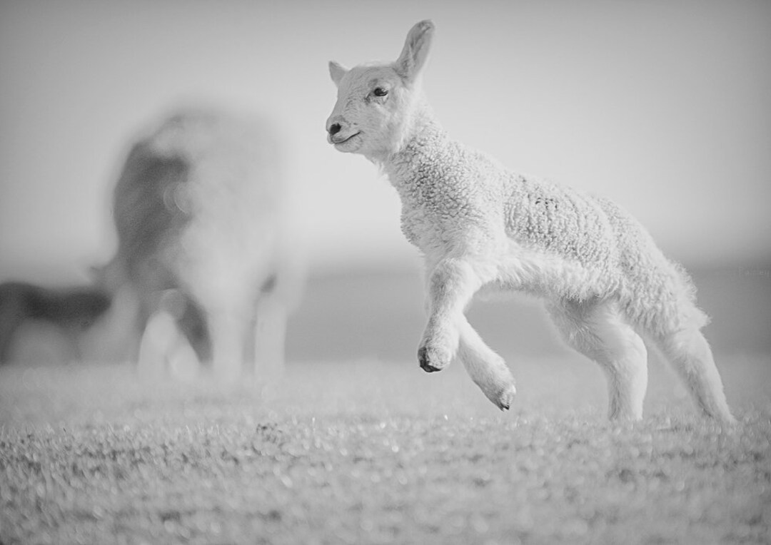 Lamb Greetings Card Lamb Blank Card Sheep Card Sheep Birthday Card Cute ...