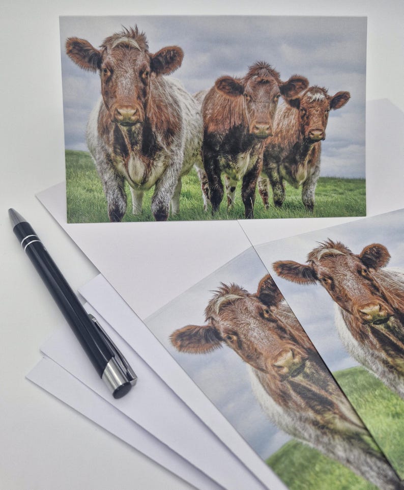 Roan Shorthorn Cows Greetings Card - Yorkshire Farm Animal Note Card - Etsy