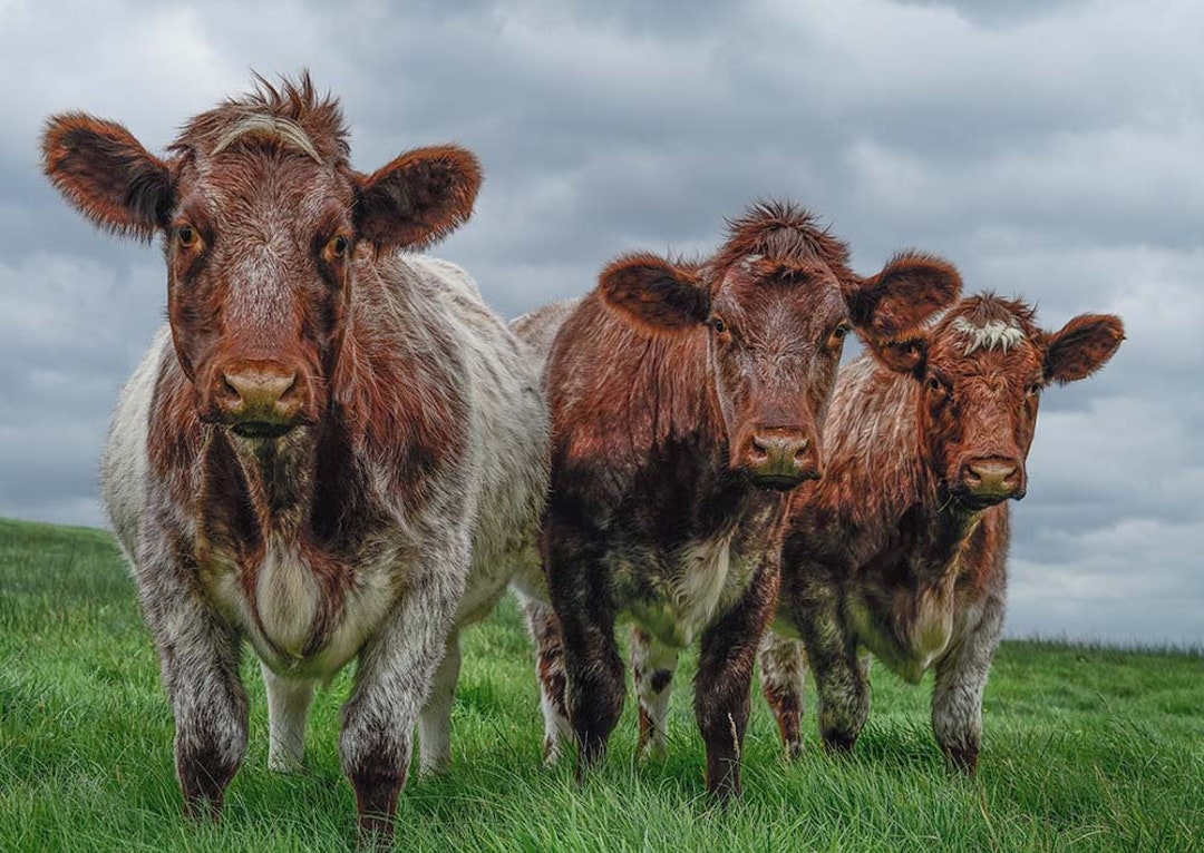 Blue Shorthorn Calves