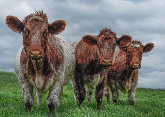 Blue Roan Cattle