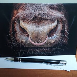 Shorthorn Red Cattle/bull Blank Greetings Card, 'justice'. Bull's Nose ...