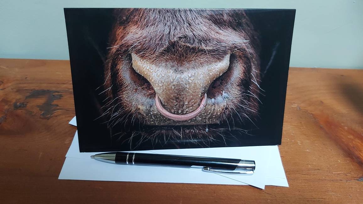 Shorthorn Red Cattle/bull Blank Greetings Card, 'justice'. Bull's Nose ...