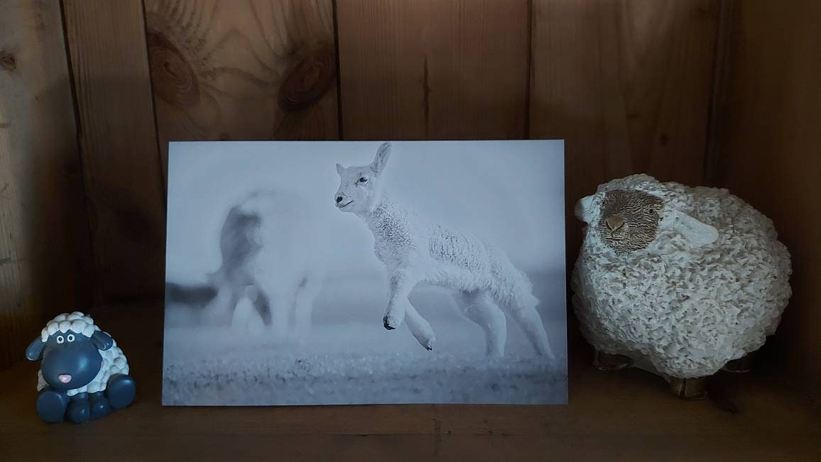 Lamb Greetings Card Lamb Blank Card Sheep Card Sheep Birthday Card Cute ...