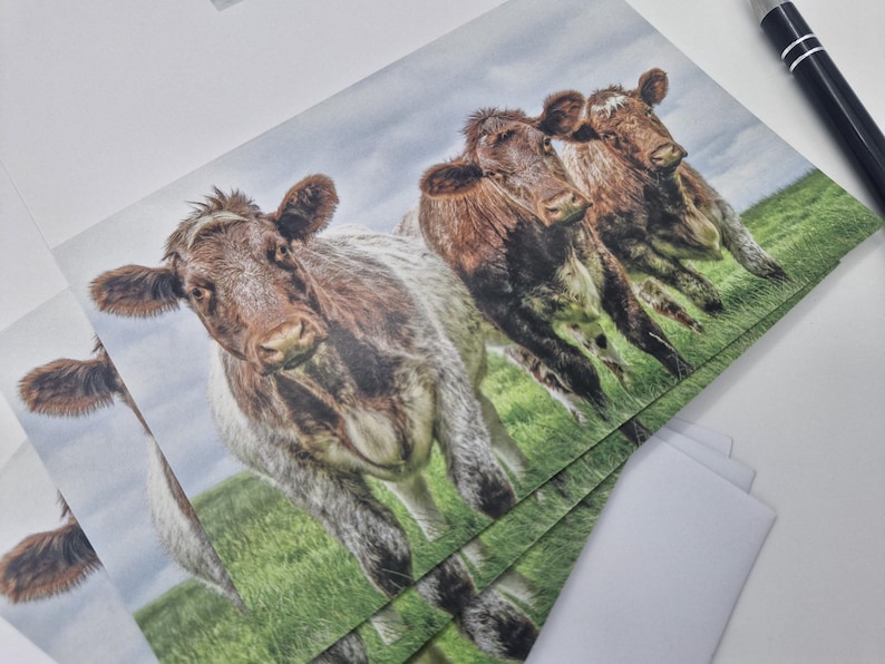 Farm Animal Cards. Shorthorn Cattle Art. Beef Cattle Art Cards. Cow ...