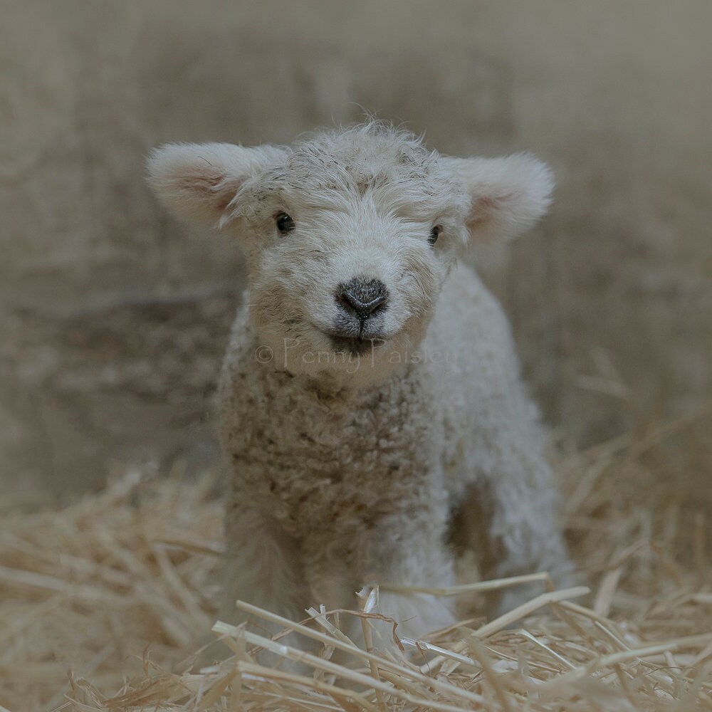 Sheep Card Sheep Greetings Card Sheep Blank Card Cute Birthday Card ...