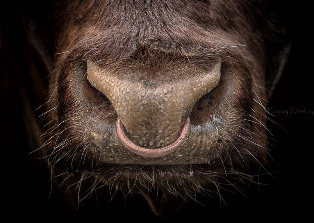 Shorthorn Red Cattle/bull Blank Greetings Card, 'justice'. Bull's Nose ...