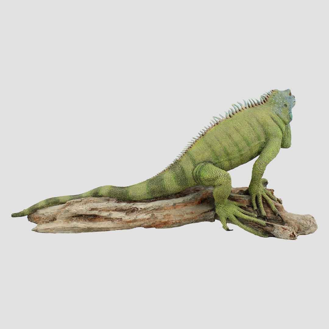 Iguana by Country Artists - Etsy