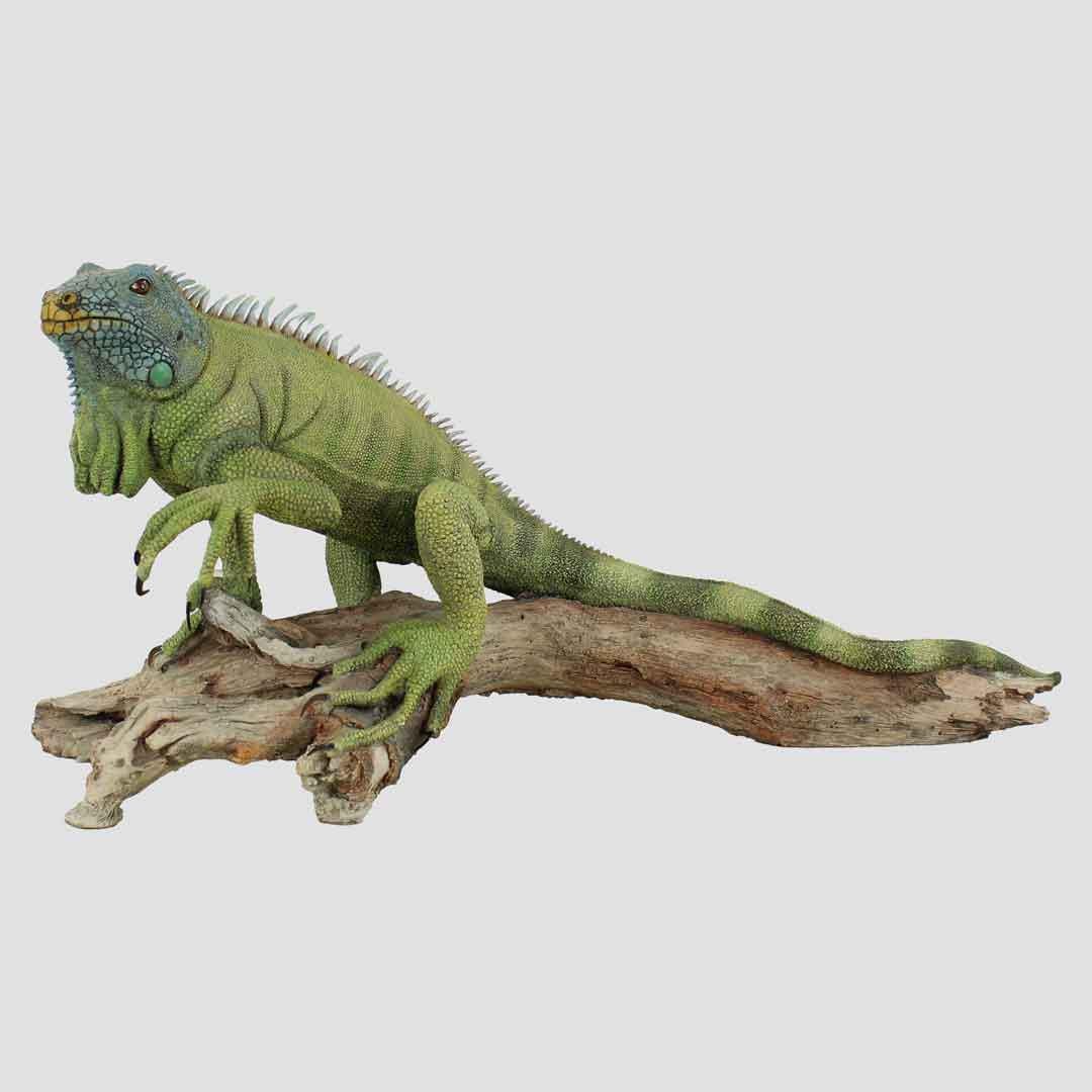 Iguana by Country Artists - Etsy