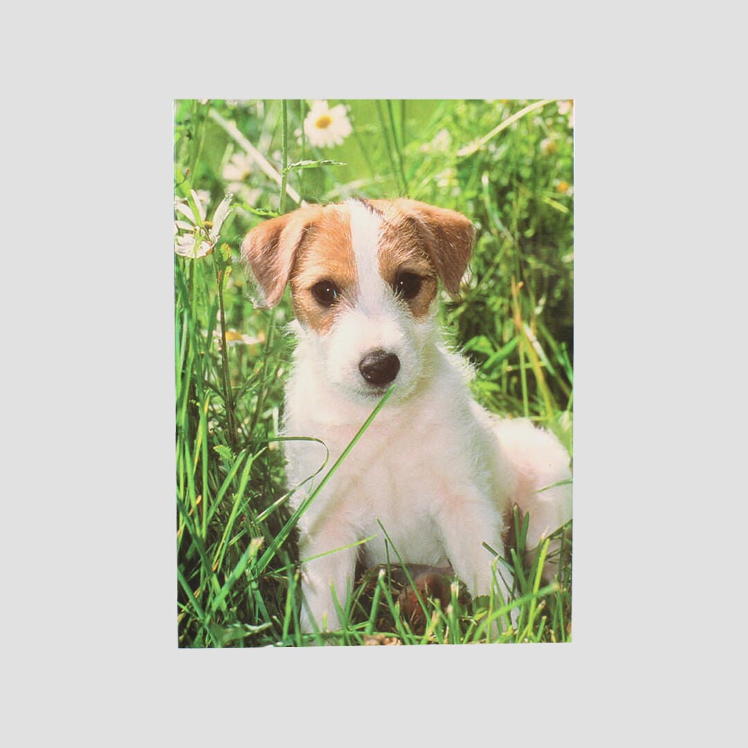 Jack Russell Terrier Card From Country Cards - Etsy