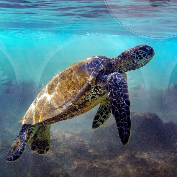 Hawaiian Sea Turtle Photo - Etsy