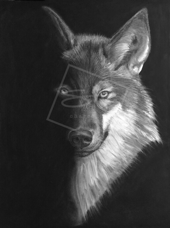 Charcoal Drawings Of Wolves