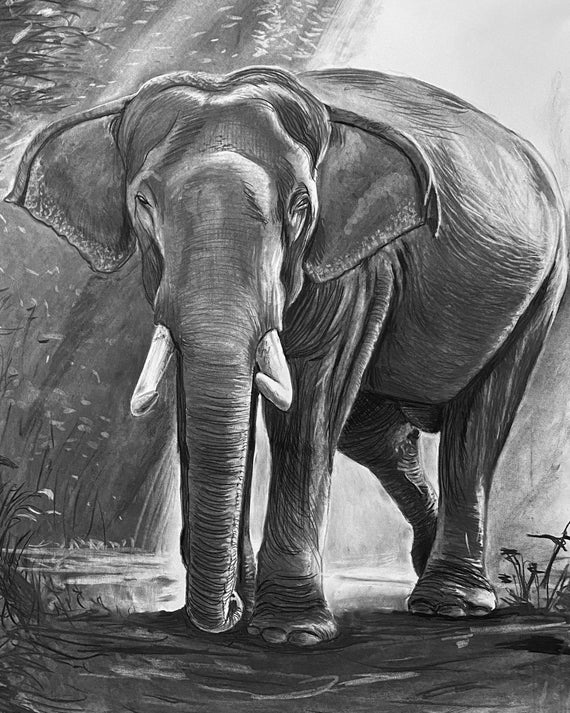 Charcoal Drawings Of Elephants