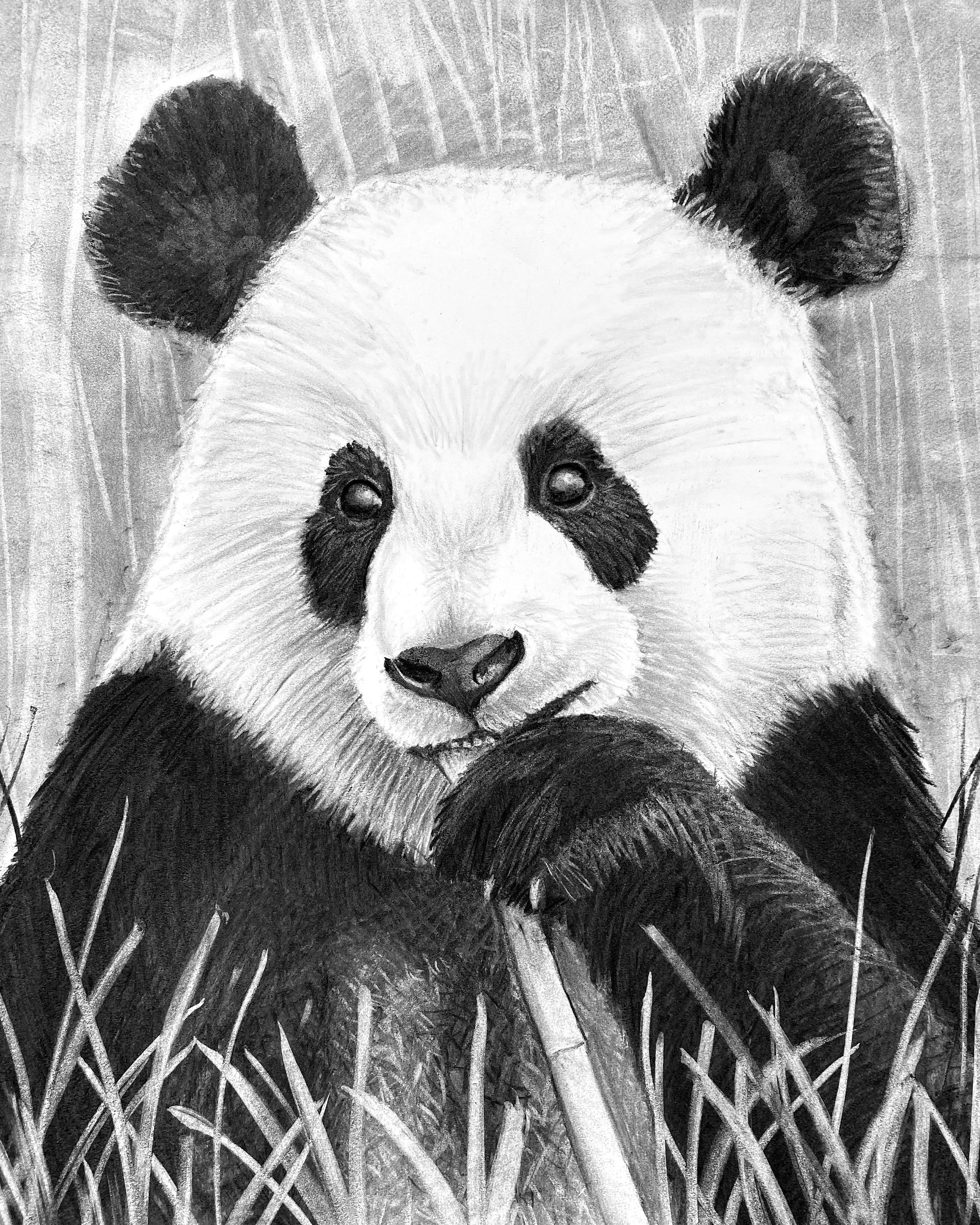 Charcoal Drawings Of Pandas
