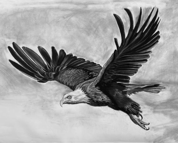 Charcoal Drawings Of Eagles
