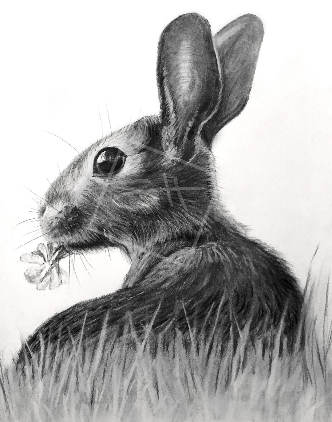 8x10 Print of a Rabbit Eating Clover , Charcoal Drawing in a Matte - Etsy