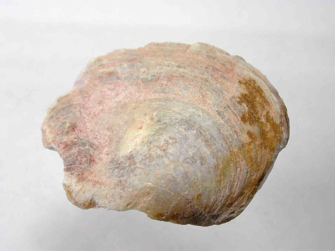 OPALISED FOSSIL BIVALVE Rare Fossil Opal Shell Form Australia. - Etsy UK
