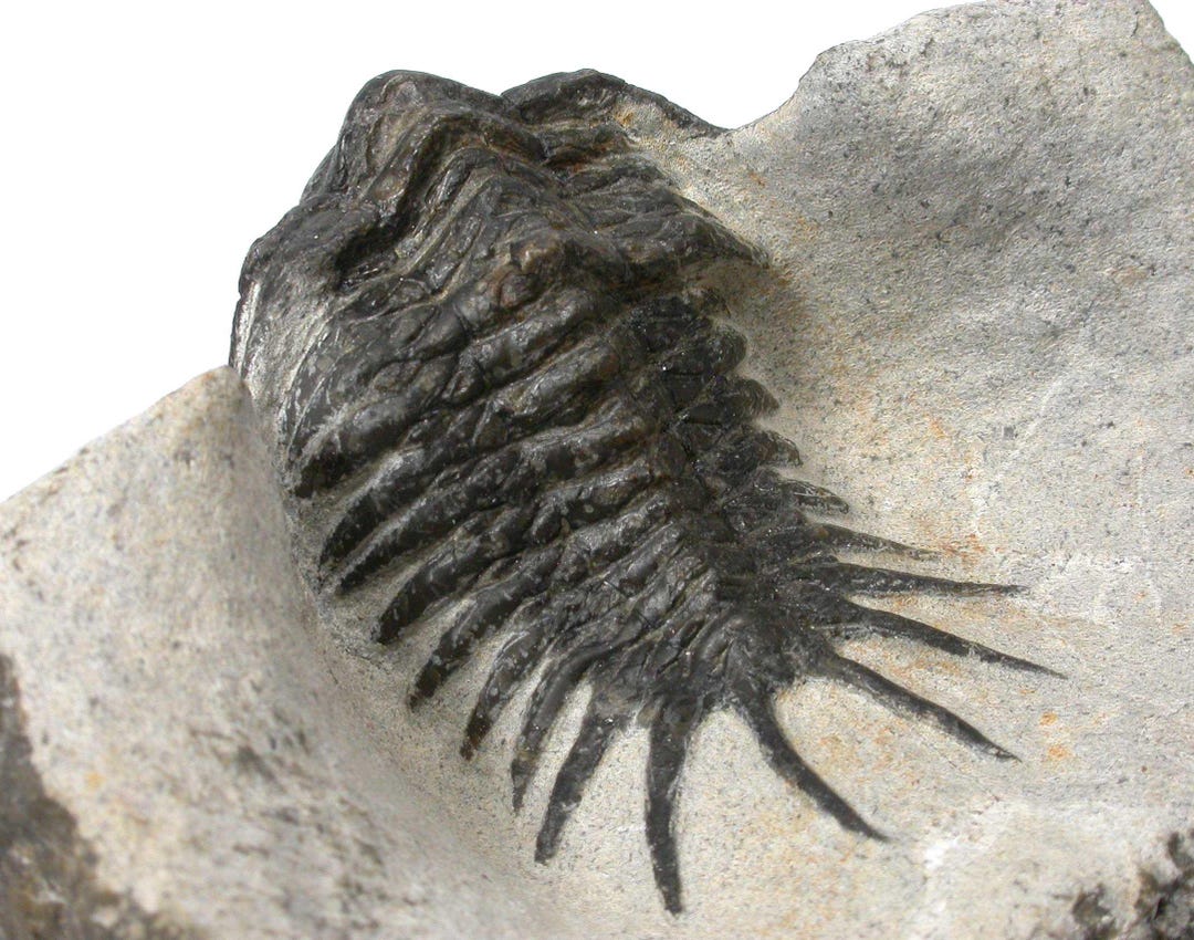 TRILOBITE - Rare Crotalocephalus Trilobite From Morocco. - Etsy