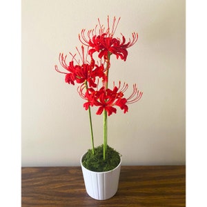 Spider Lily - Etsy