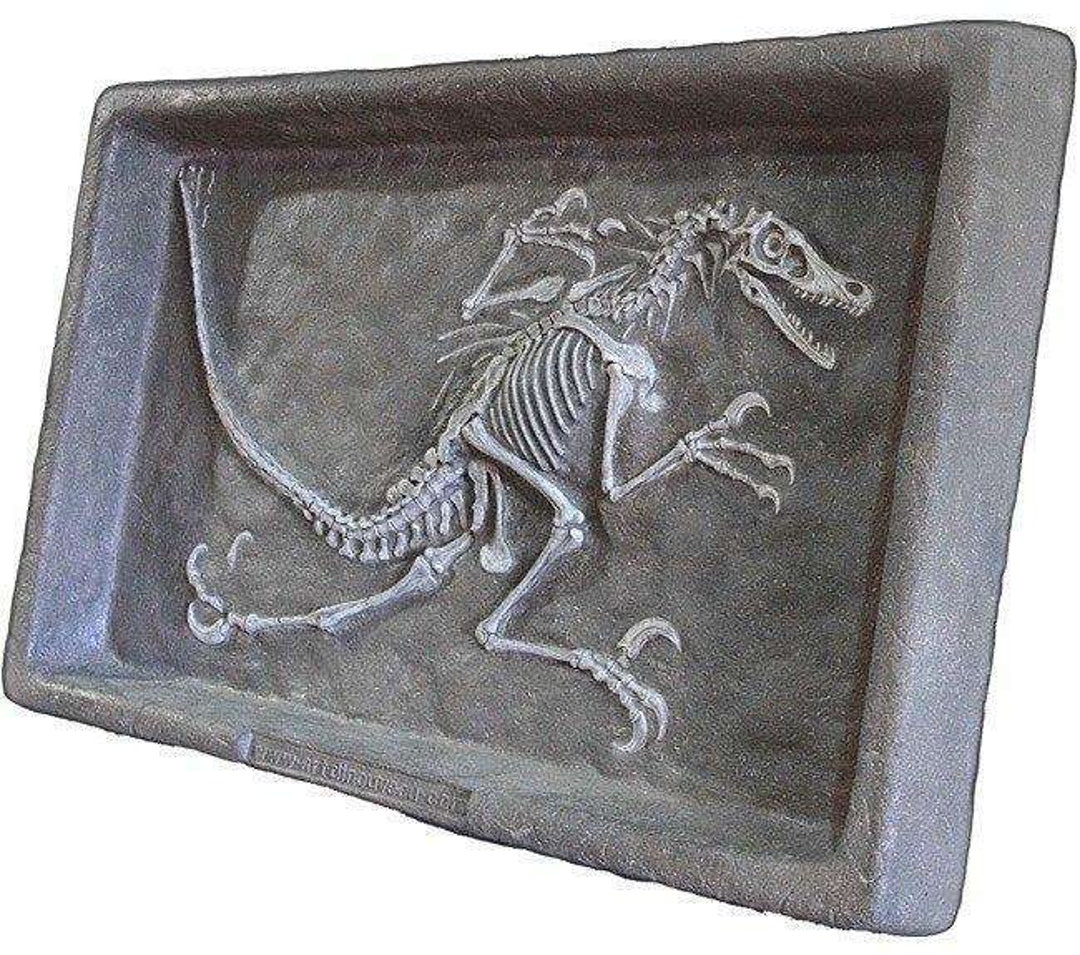 Velociraptor Dinosaur Fossil Dig Life Size Statue - Etsy