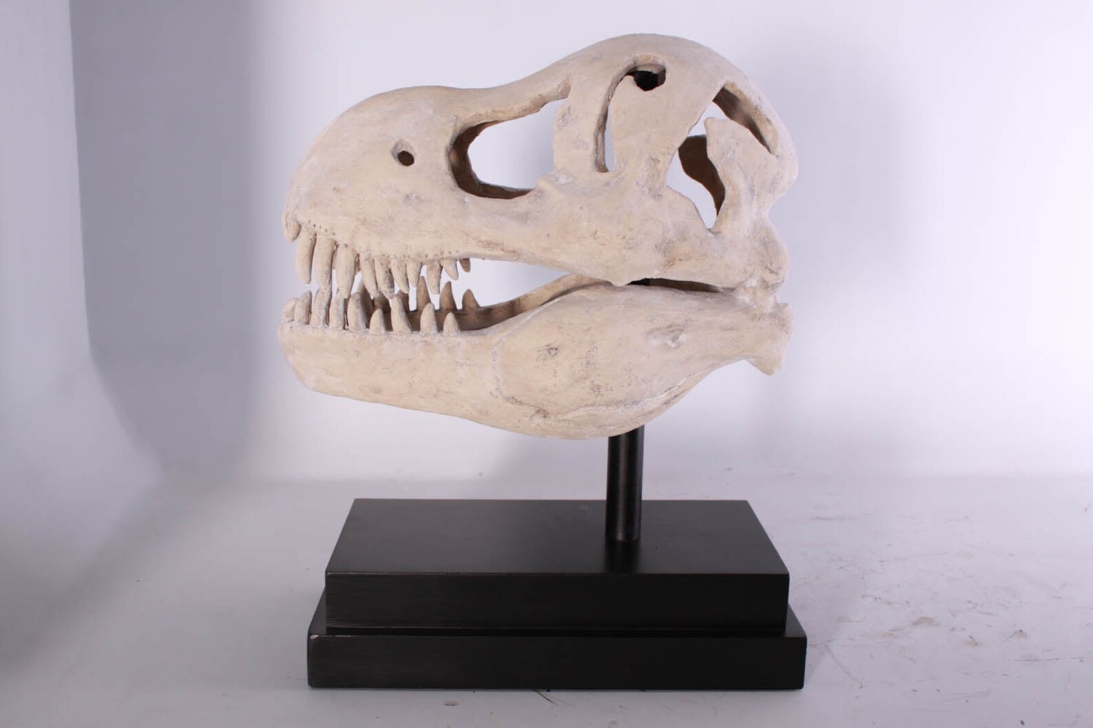 T-rex Dinosaur Skull Life Size Statue - Etsy