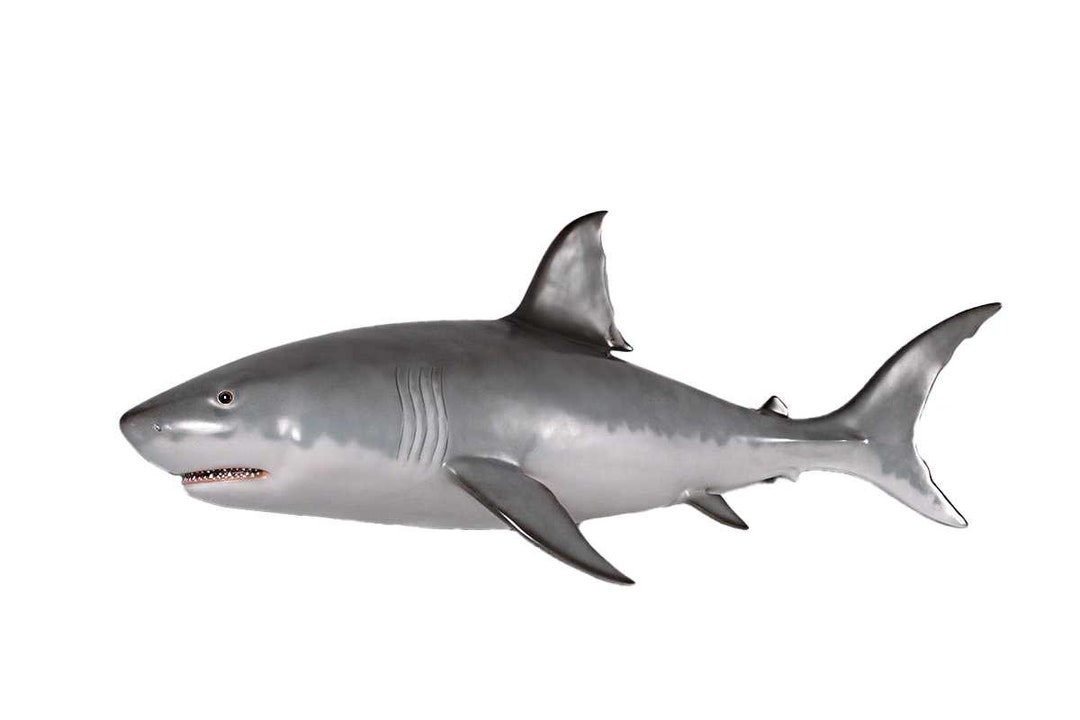 Small Great White Shark Wall Decor Statue - Etsy