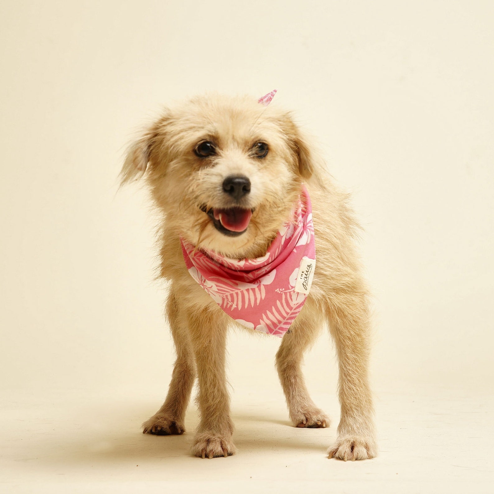 Lei Dog Bandana - Etsy