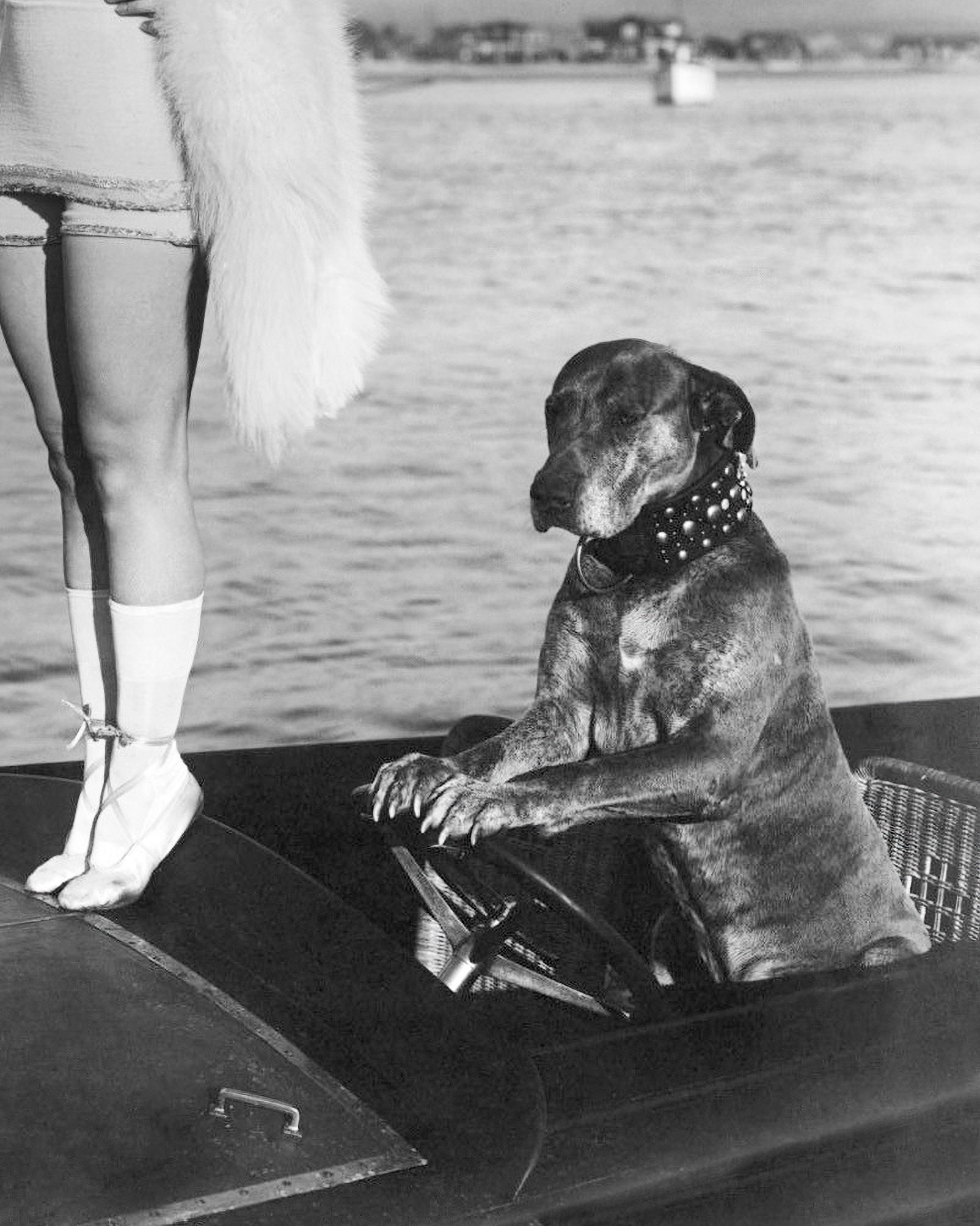 Flapper Girl With Teddy the Dog Driving the Boat Print Black - Etsy