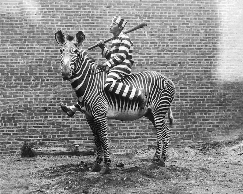 Zebra Prison Break Print Comic Criminal Vintage Art Photo - Etsy